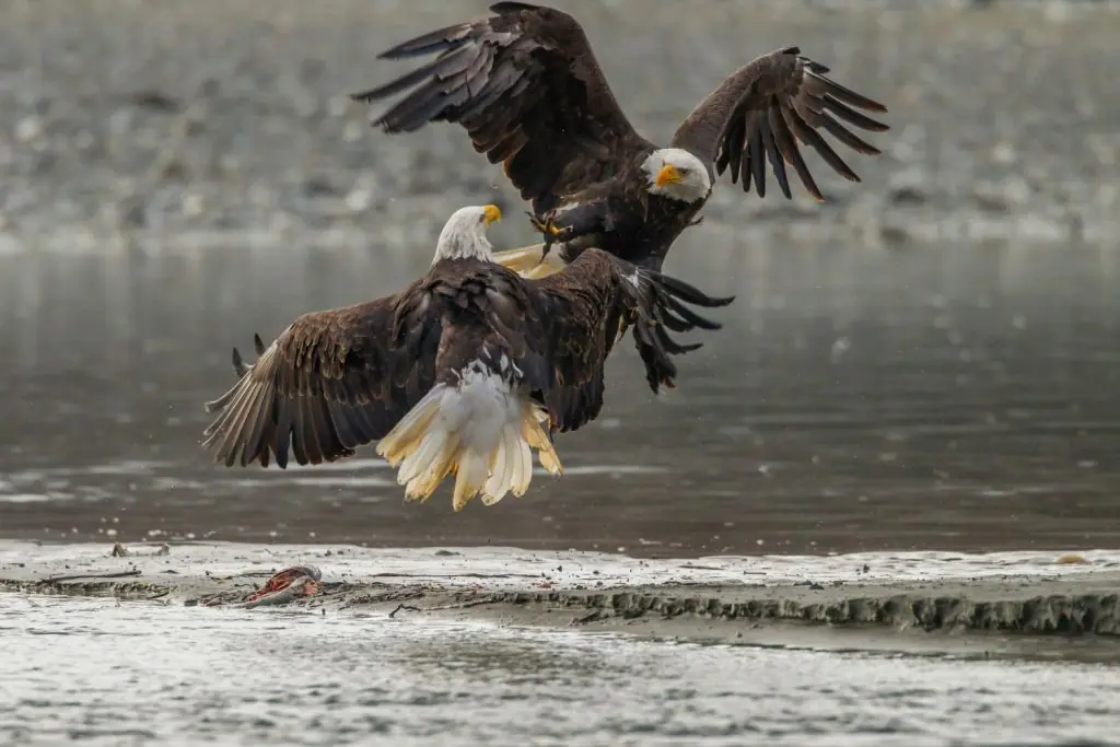 The Eagle Show Adventure | Discovery West Adventures, Campbell River