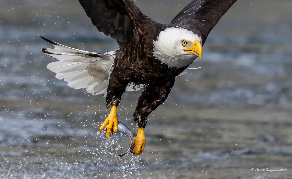 The Eagle Show Adventure | Discovery West Adventures, Campbell River