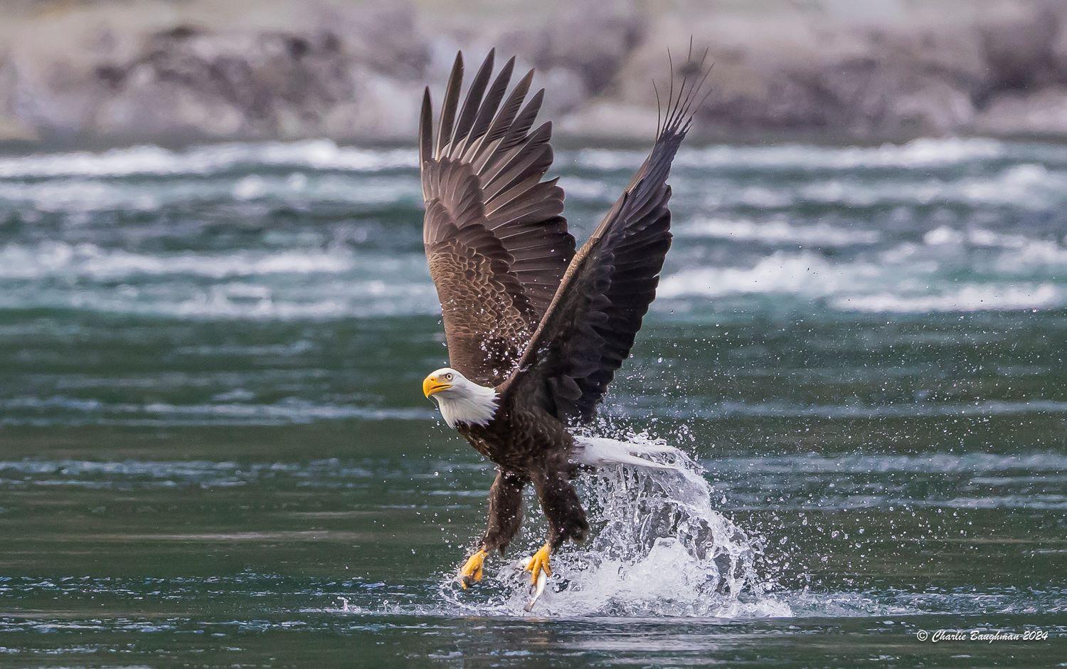 The Eagle Show Adventure | Discovery West Adventures, Campbell River