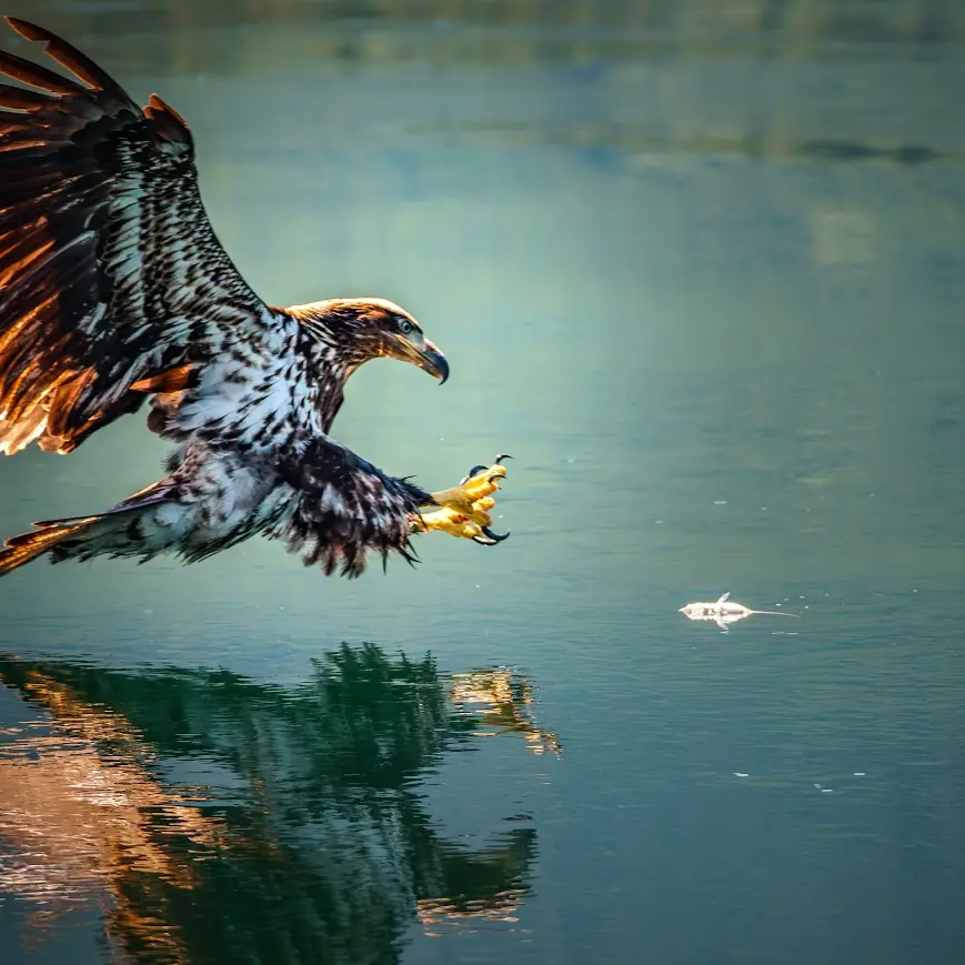 The Eagle Show Adventure | Discovery West Adventures, Campbell River