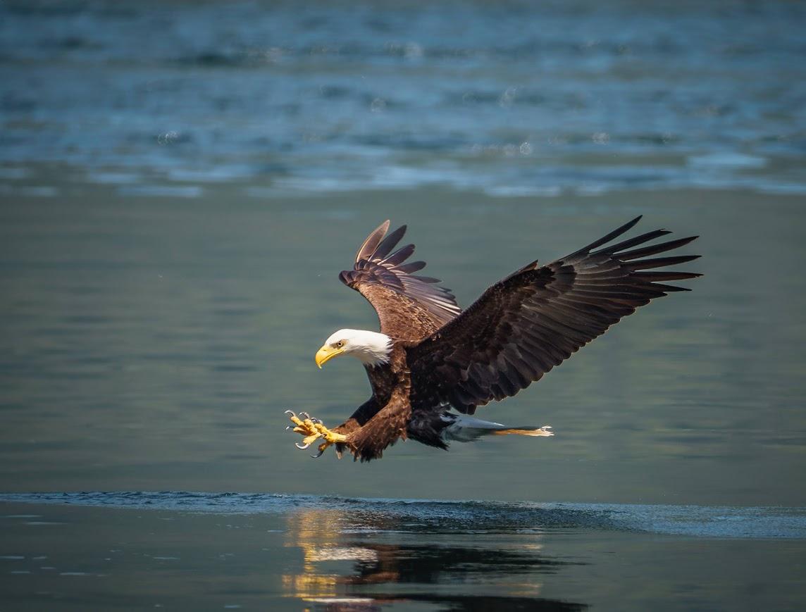 The Eagle Show Adventure | Discovery West Adventures, Campbell River