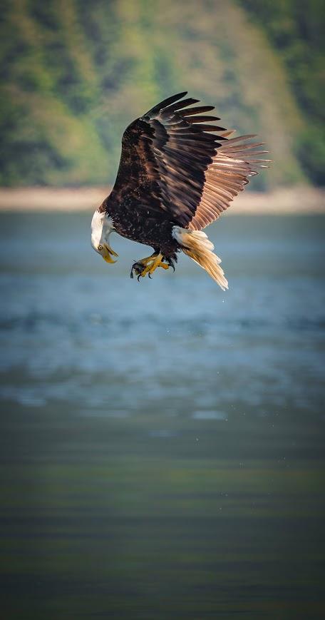 The Eagle Show Adventure | Discovery West Adventures, Campbell River