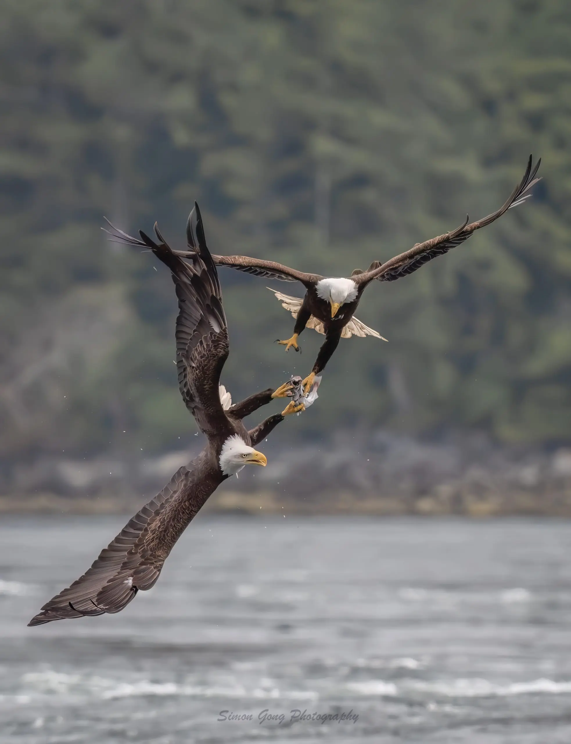 The Eagle Show Adventure | Discovery West Adventures, Campbell River