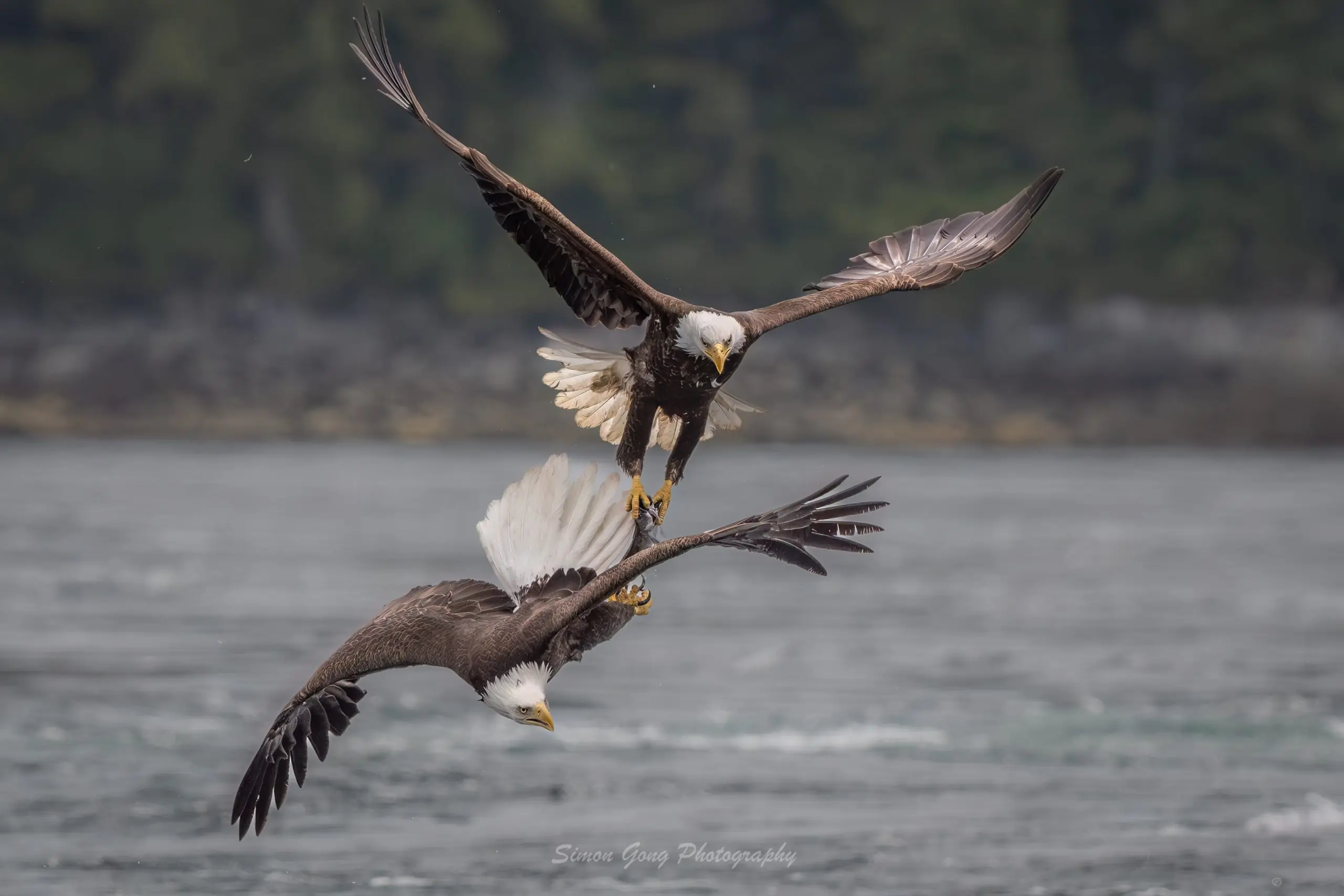 The Eagle Show Adventure | Discovery West Adventures, Campbell River