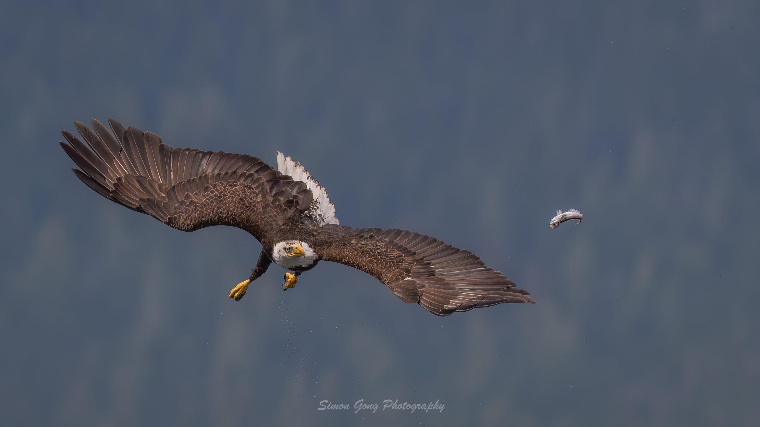 The Eagle Show Adventure | Discovery West Adventures, Campbell River